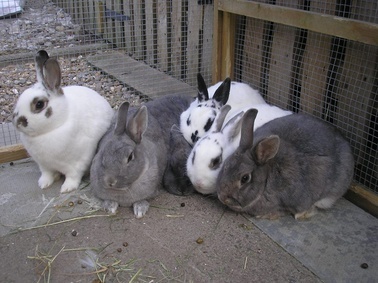Companionship – Advocates For Rabbit Welfare