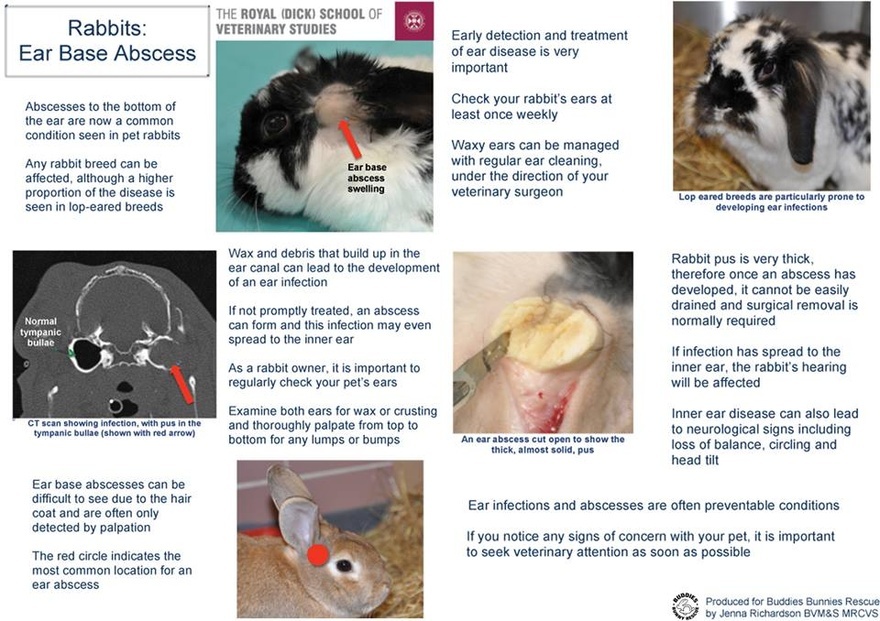 Rabbit Health vs Neglect – Advocates For Rabbit Welfare