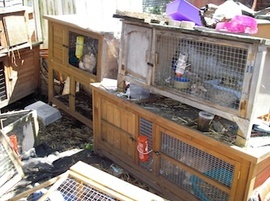 Rabbit Breeding vs Neglect – Advocates For Rabbit Welfare