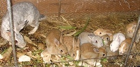 Rabbit Breeding vs Neglect – Advocates For Rabbit Welfare