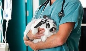 Rabbit Health vs Neglect – Advocates For Rabbit Welfare