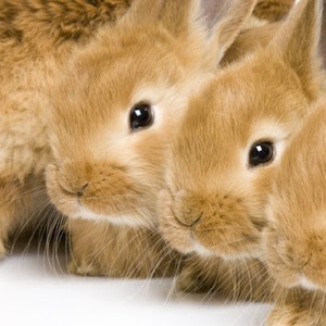 Rabbit Breeding vs Neglect – Advocates For Rabbit Welfare