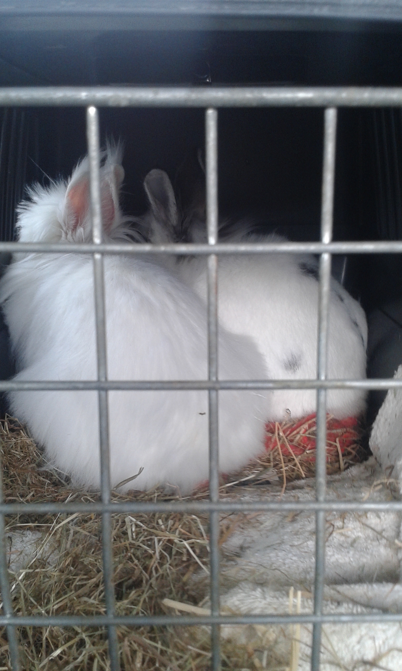 Bonding – Advocates For Rabbit Welfare