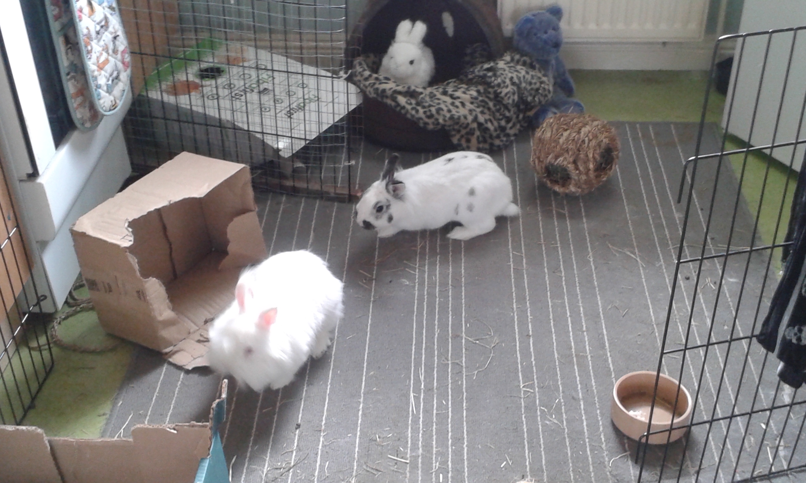 Bonding – Advocates For Rabbit Welfare