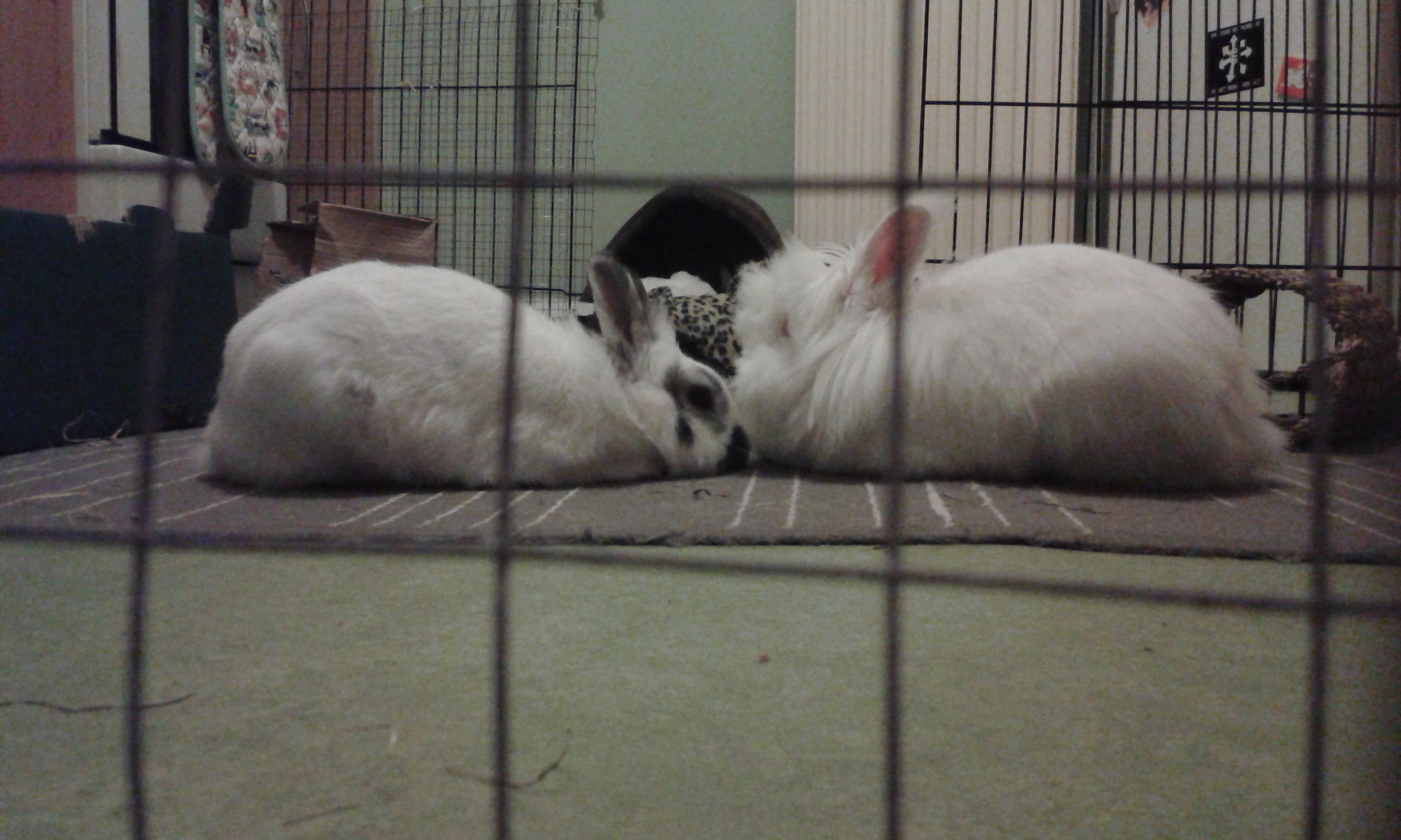 Bonding – Advocates For Rabbit Welfare