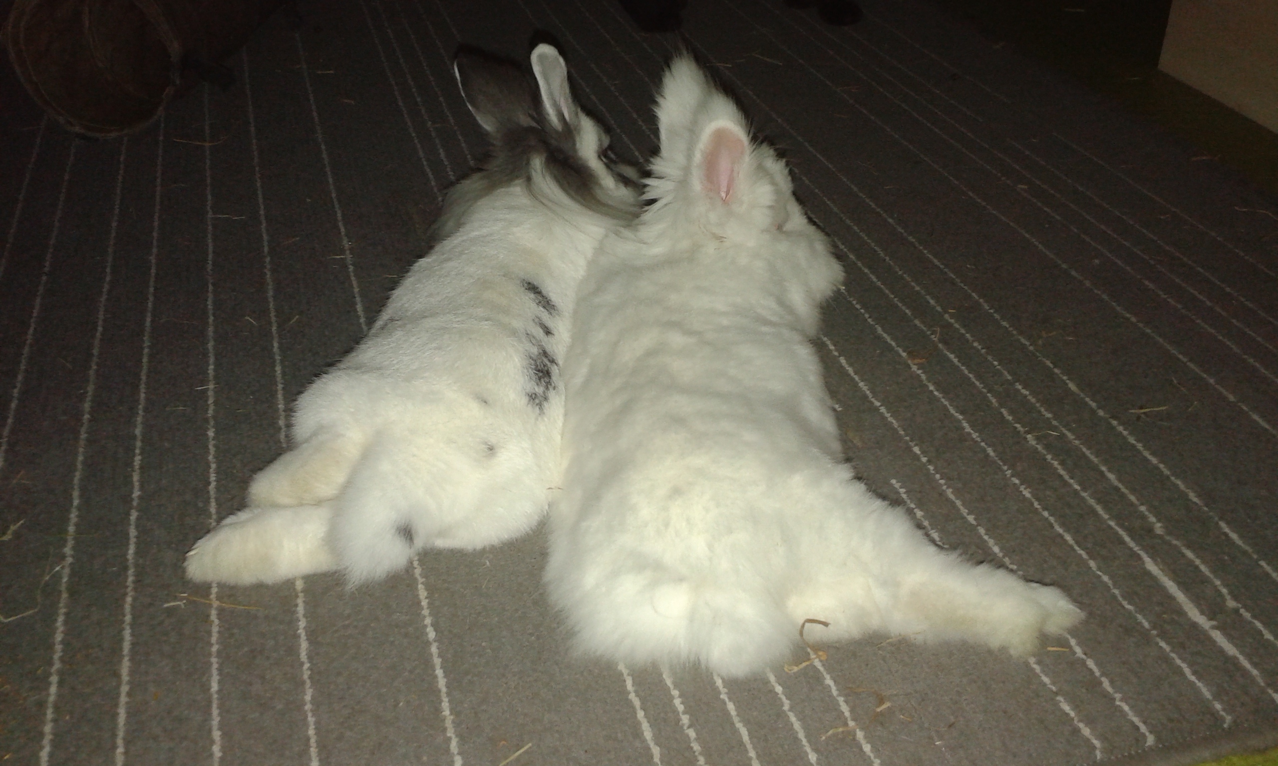 Bonding – Advocates For Rabbit Welfare