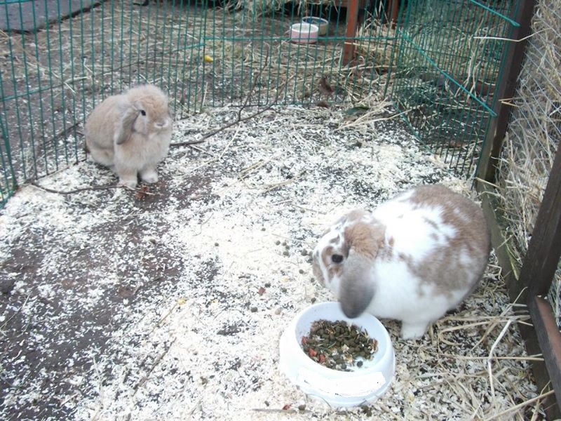 Bonding – Advocates For Rabbit Welfare