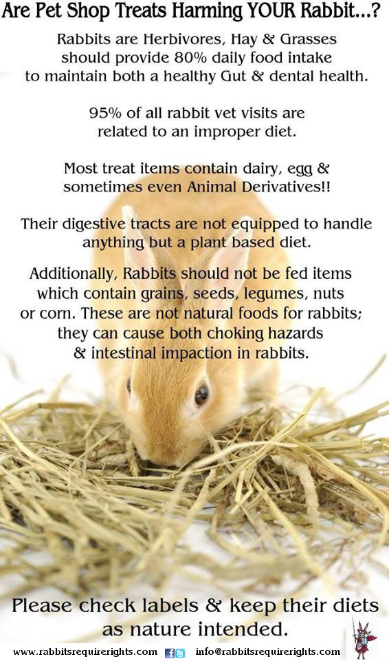Rabbit Diet vs Neglect – Advocates For Rabbit Welfare