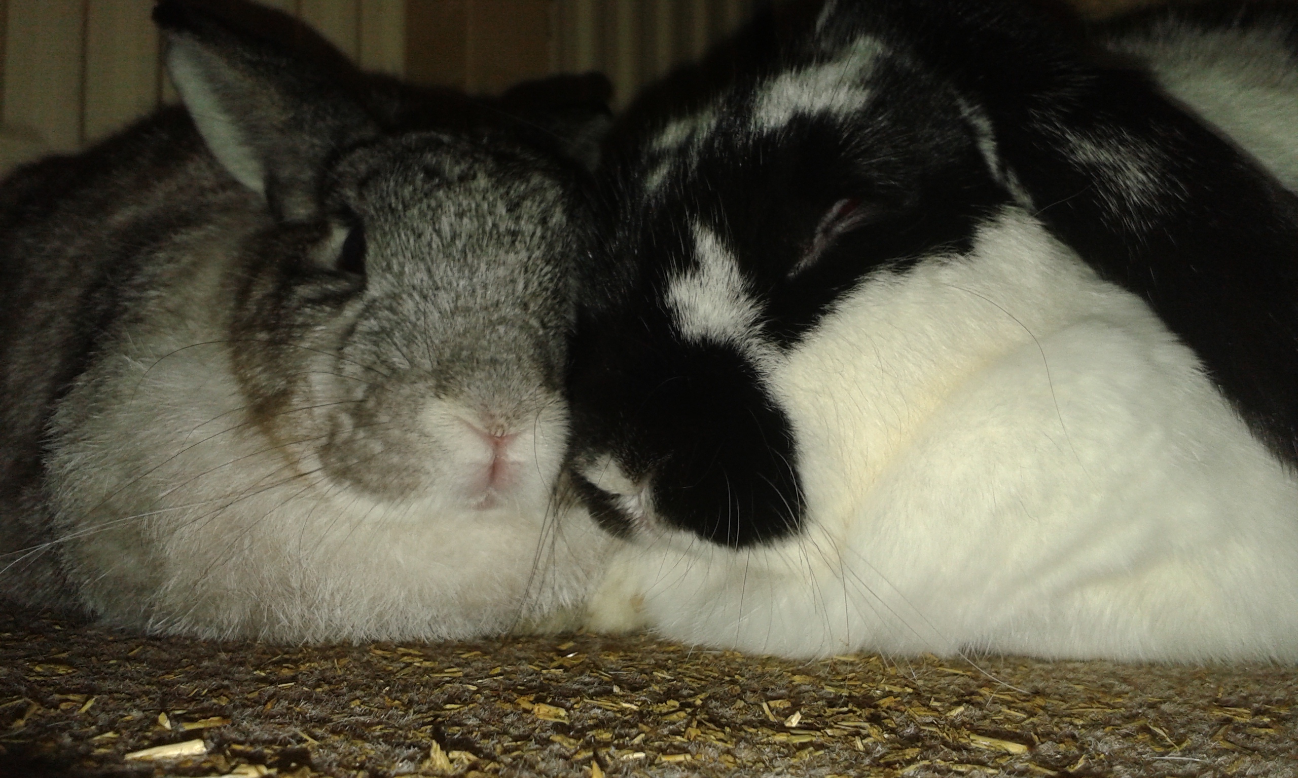 Rabbit Care and Welfare – Advocates For Rabbit Welfare