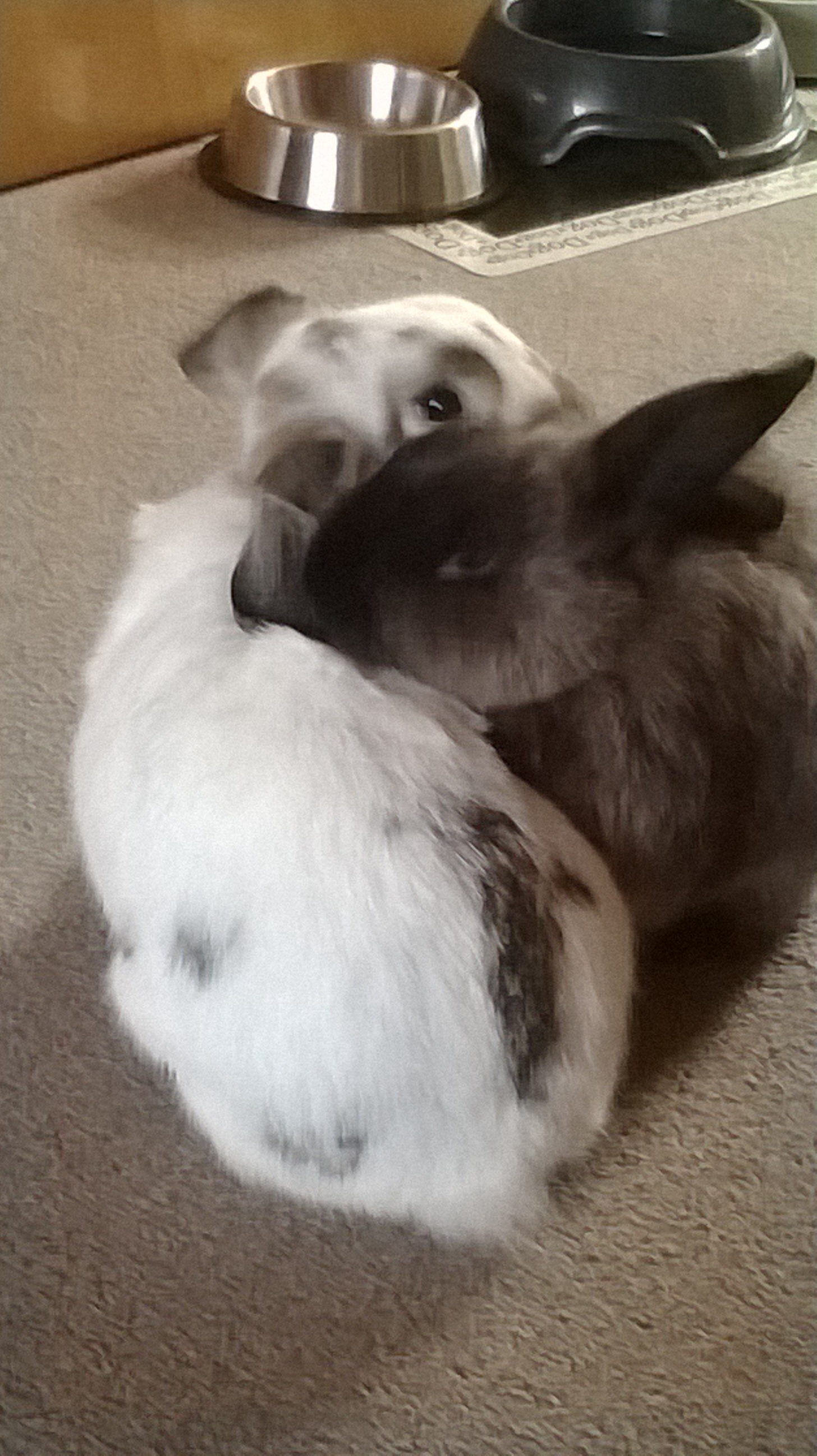 Rabbit Companions vs Neglect – Advocates For Rabbit Welfare