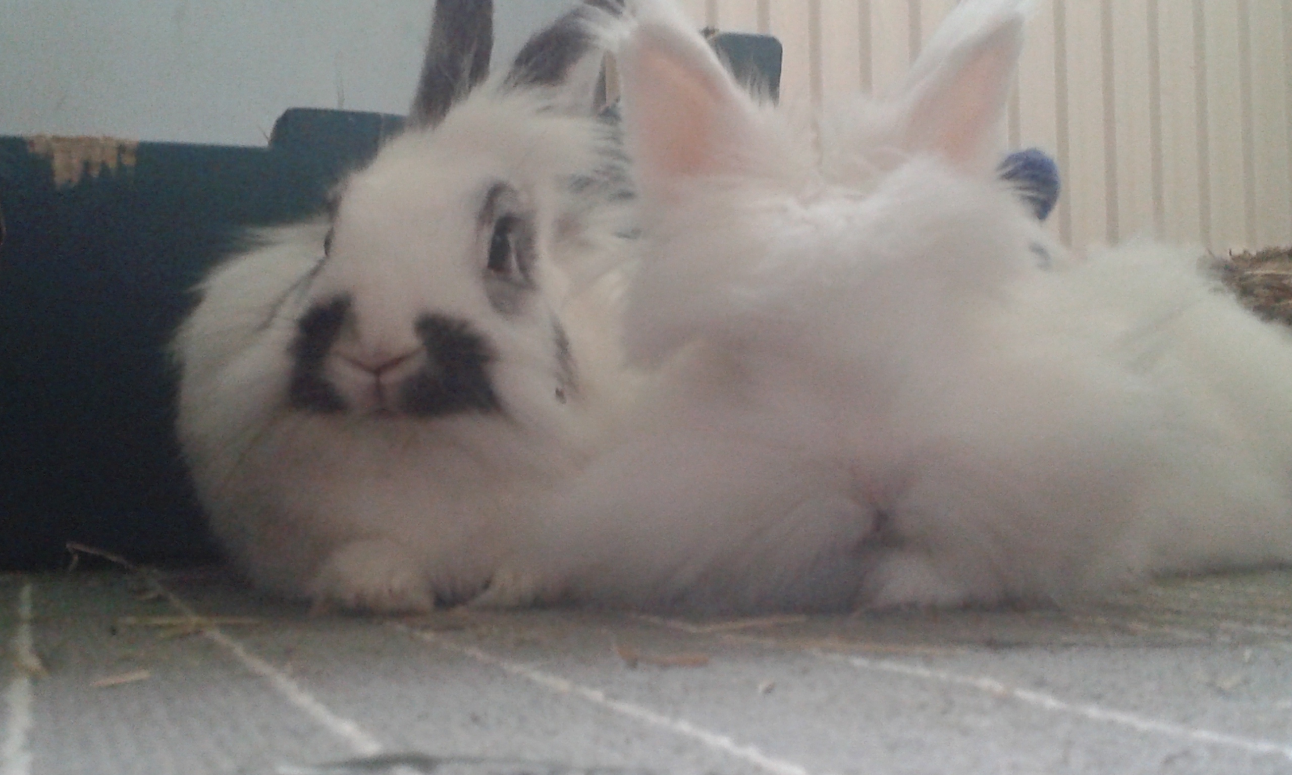 Munchkin – Advocates For Rabbit Welfare