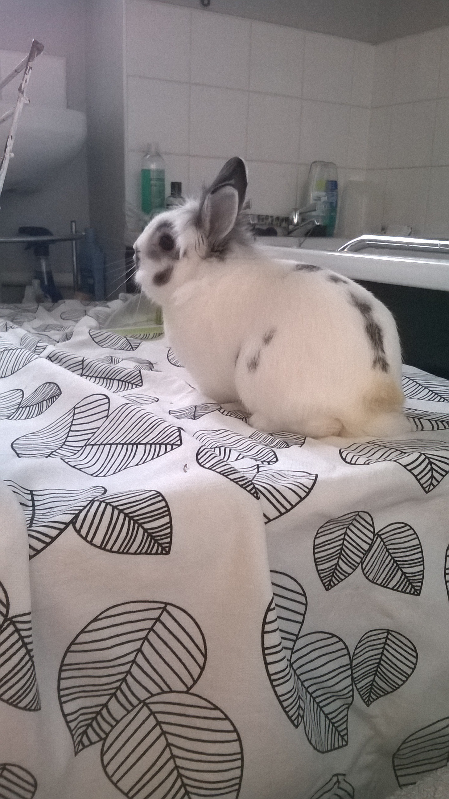 Munchkin – Advocates For Rabbit Welfare