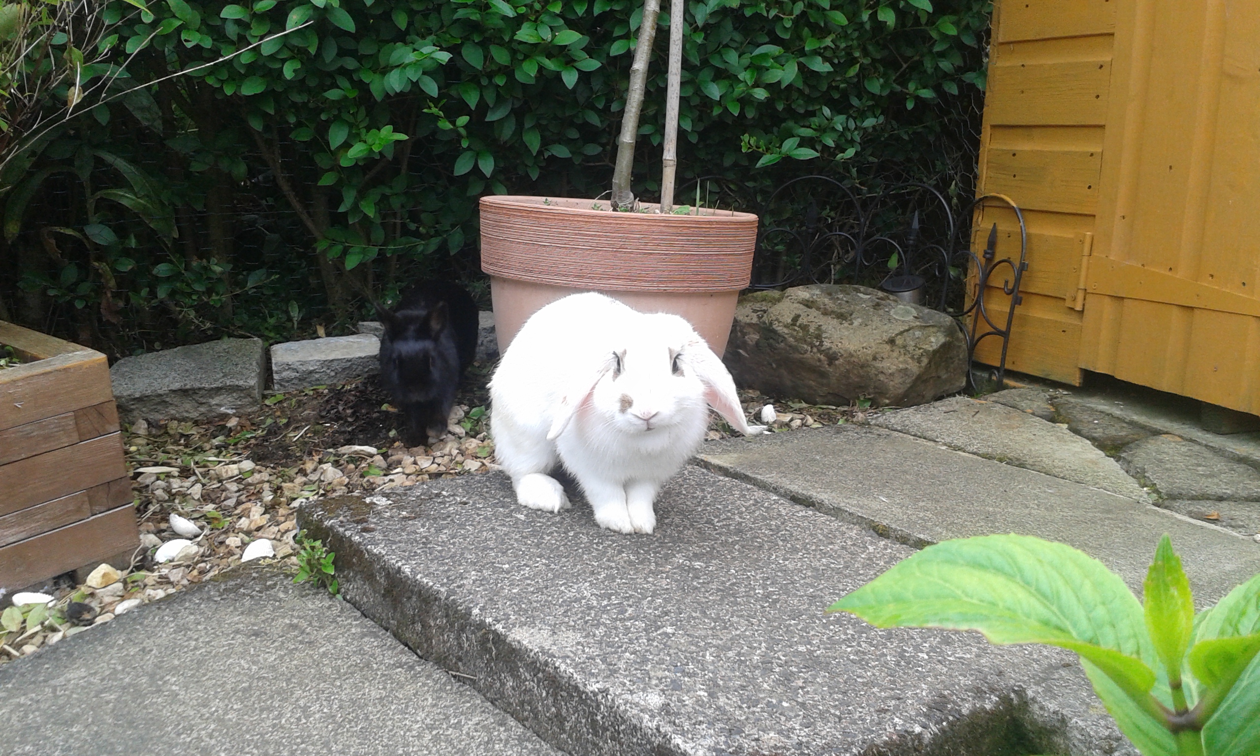 Flossy and Stan – Advocates For Rabbit Welfare