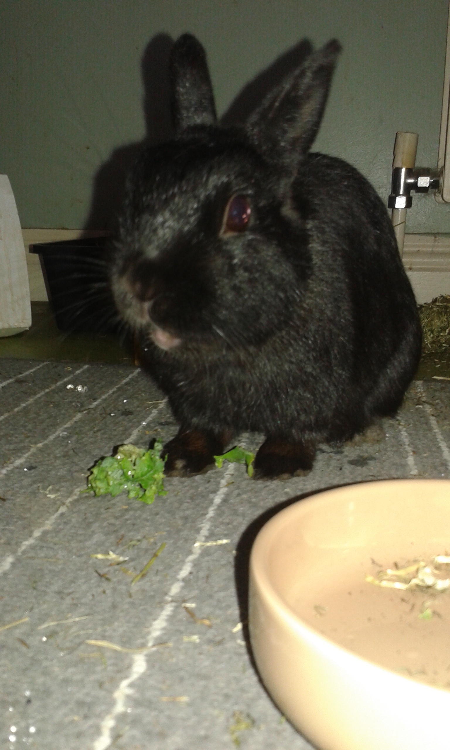 Flossy and Stan – Advocates For Rabbit Welfare