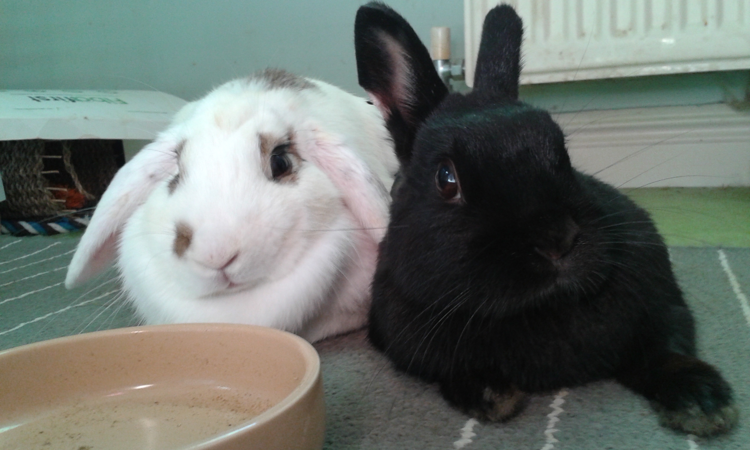 Flossy and Stan – Advocates For Rabbit Welfare