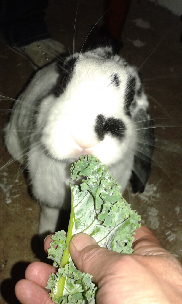 Patch – Advocates For Rabbit Welfare