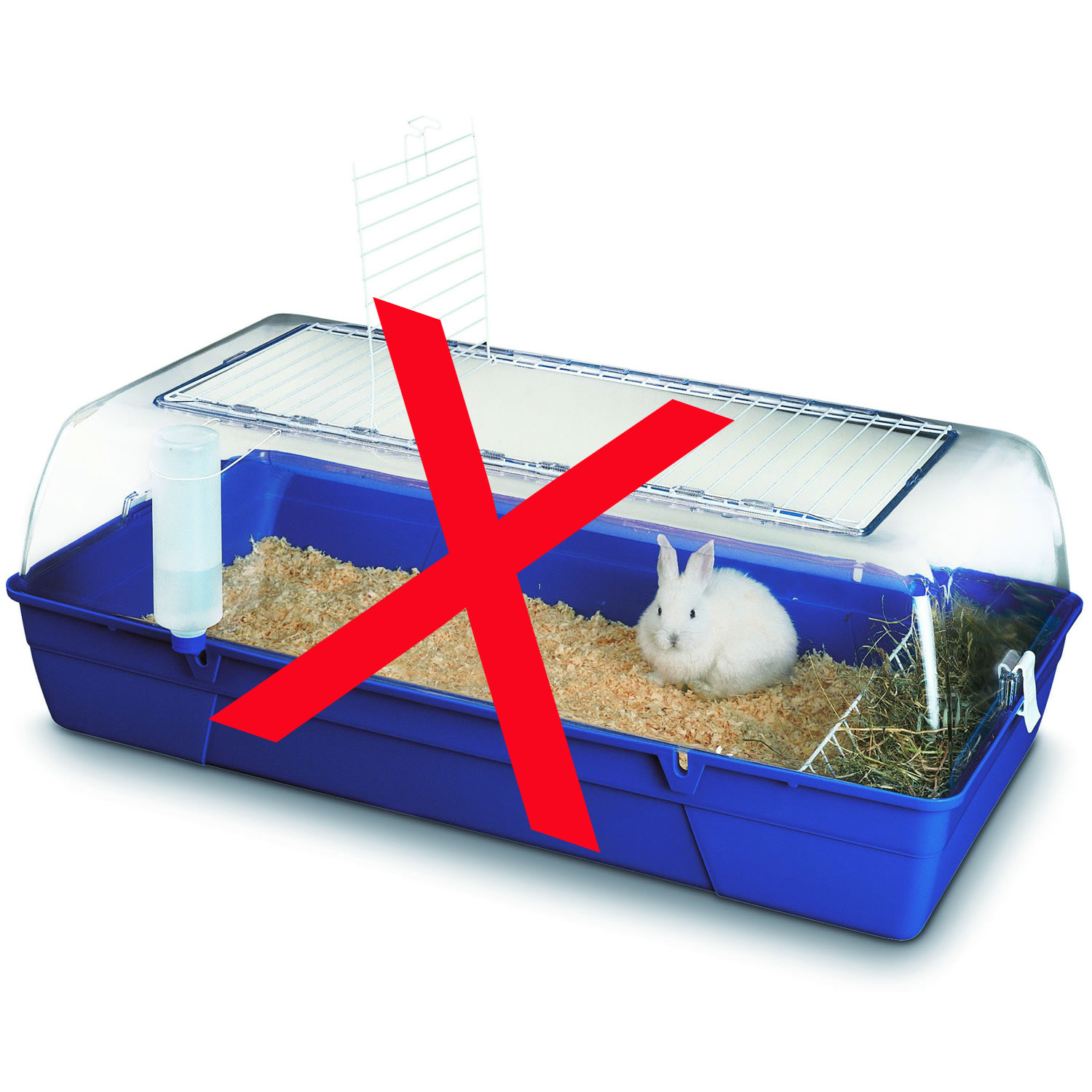 Maissie – Advocates For Rabbit Welfare