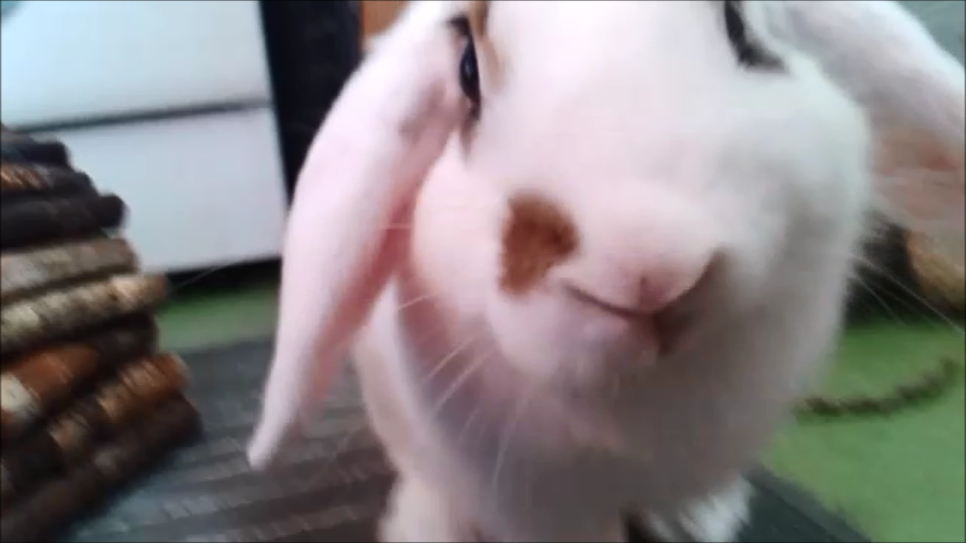 Flossy and Stan – Advocates For Rabbit Welfare